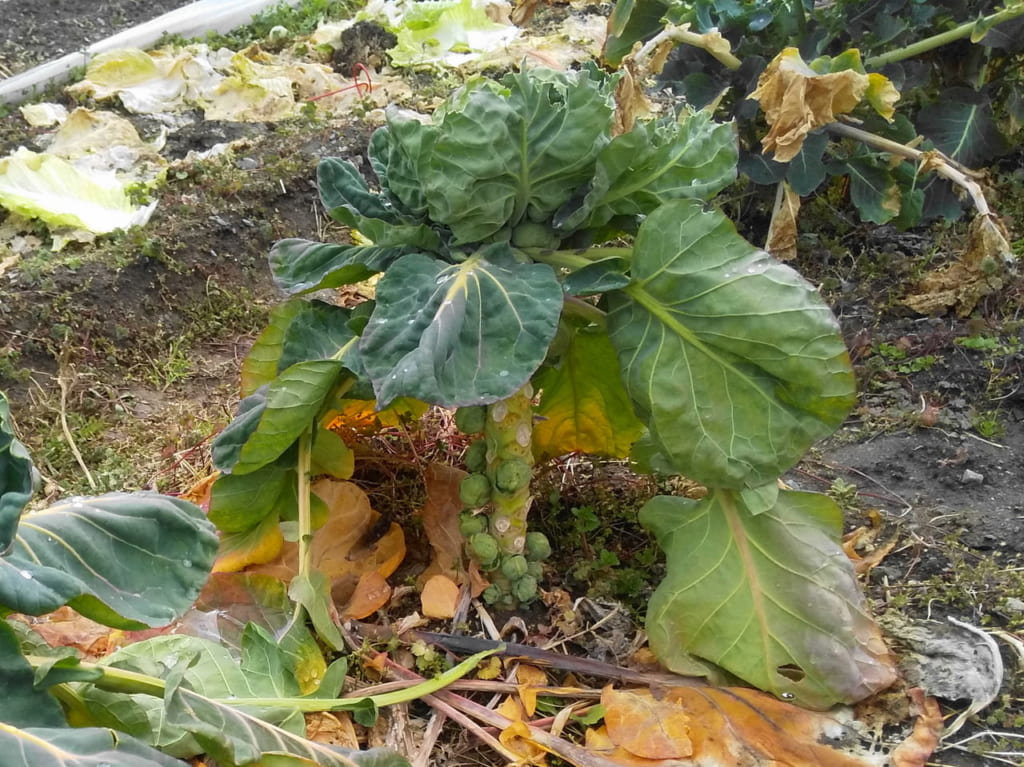 【京都市山科区】2023年3月4日Enjoyfarm TRYで「春のマルシェ」が開催。畑で走り回れる貴重な体験やキッチンカーも来ますよ ...